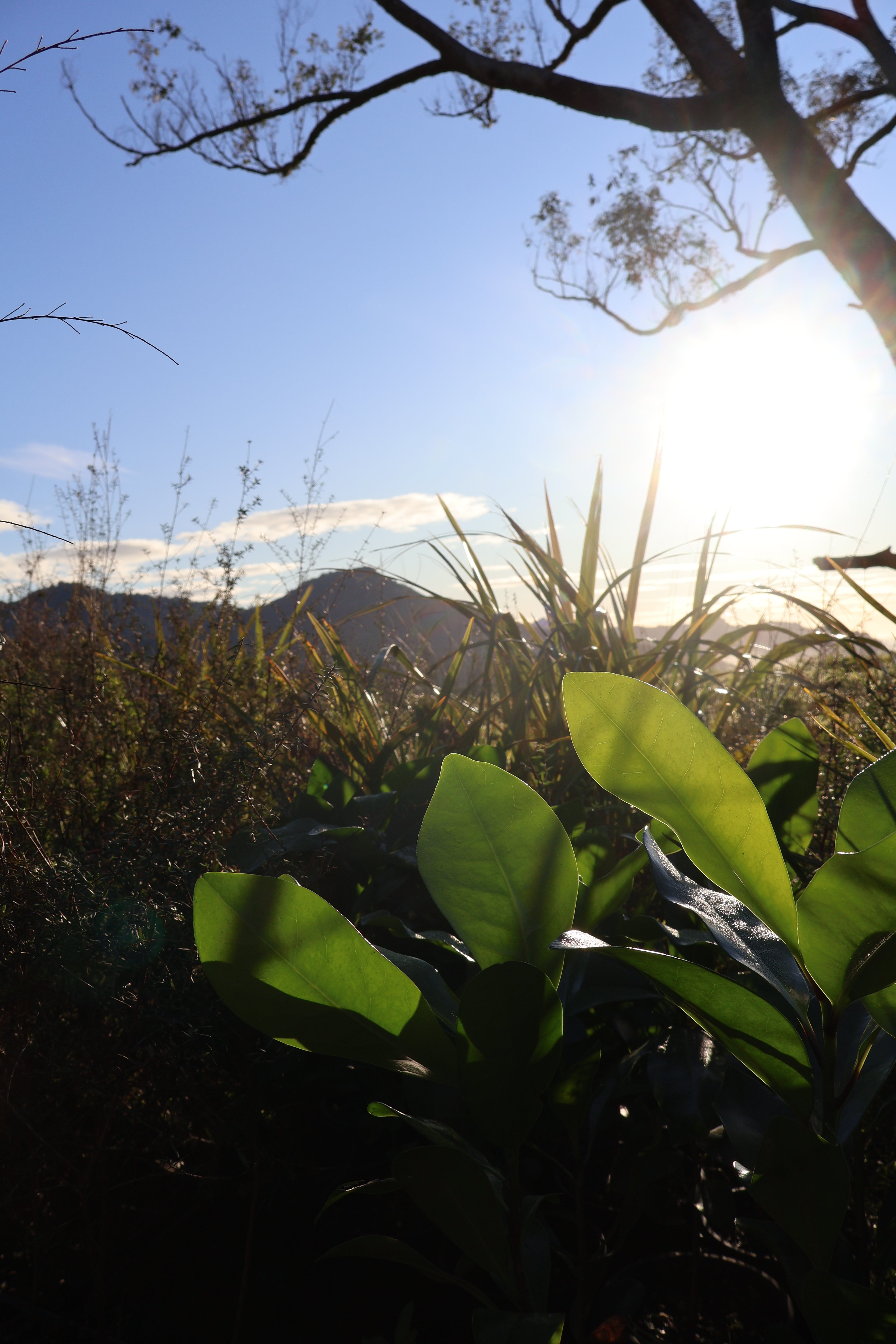 BLOOMS FOR BEES – with KING BEES | King Bees Honey